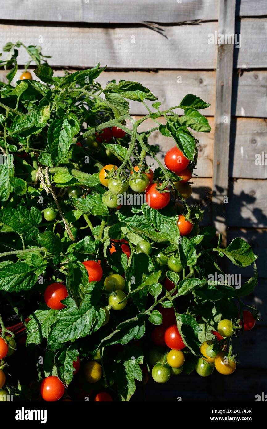 Tomato plants with blight hi-res stock photography and images - Alamy