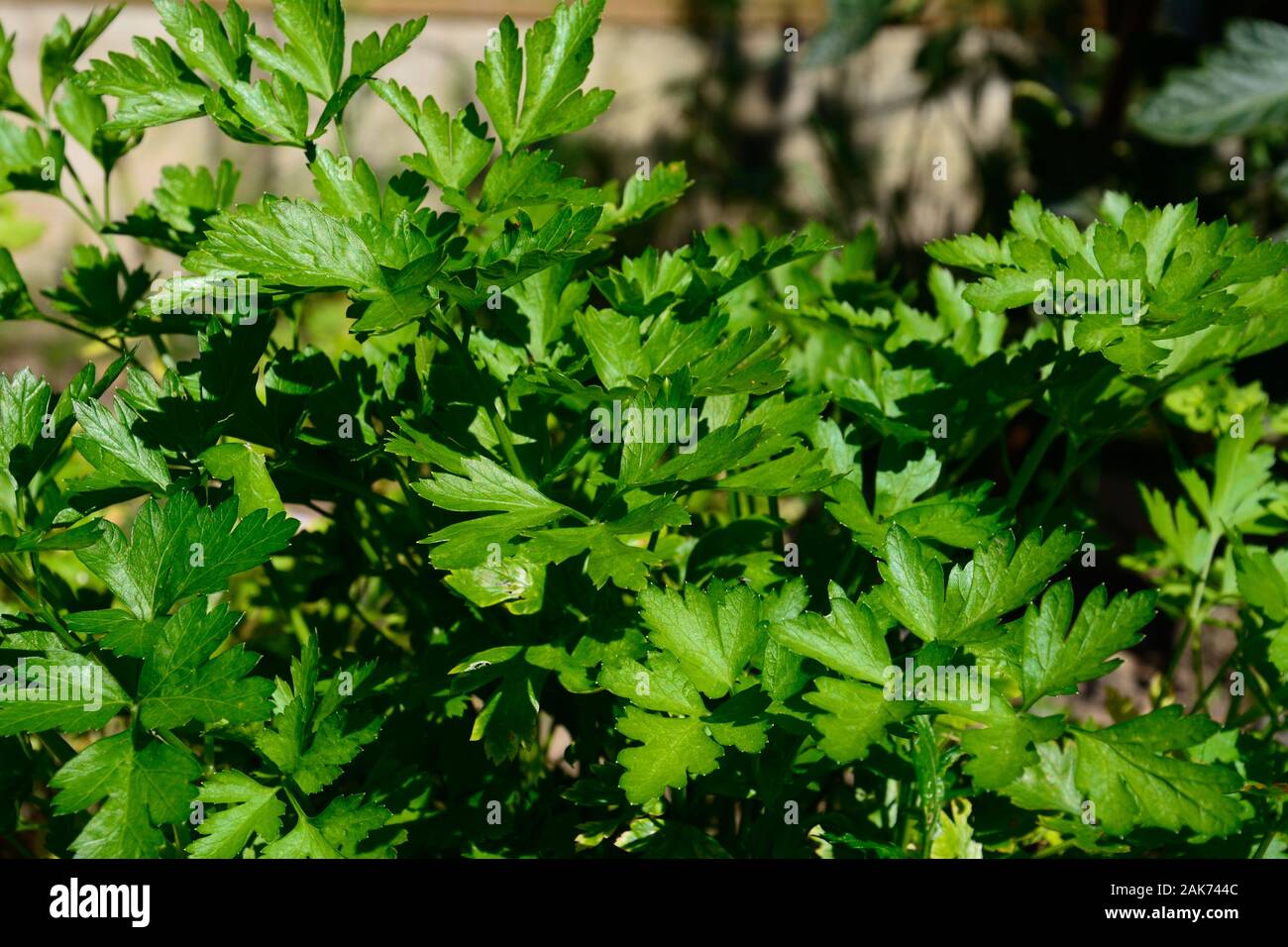 Flat leaf parsley plant growing in an English garden in summertime, UK ...