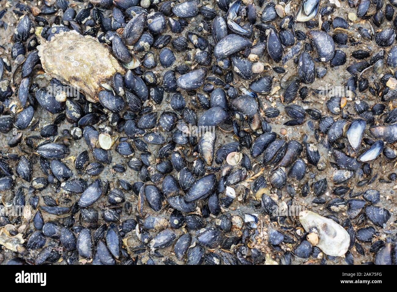 Mussels In The Sand High Resolution Stock Photography and Images - Alamy