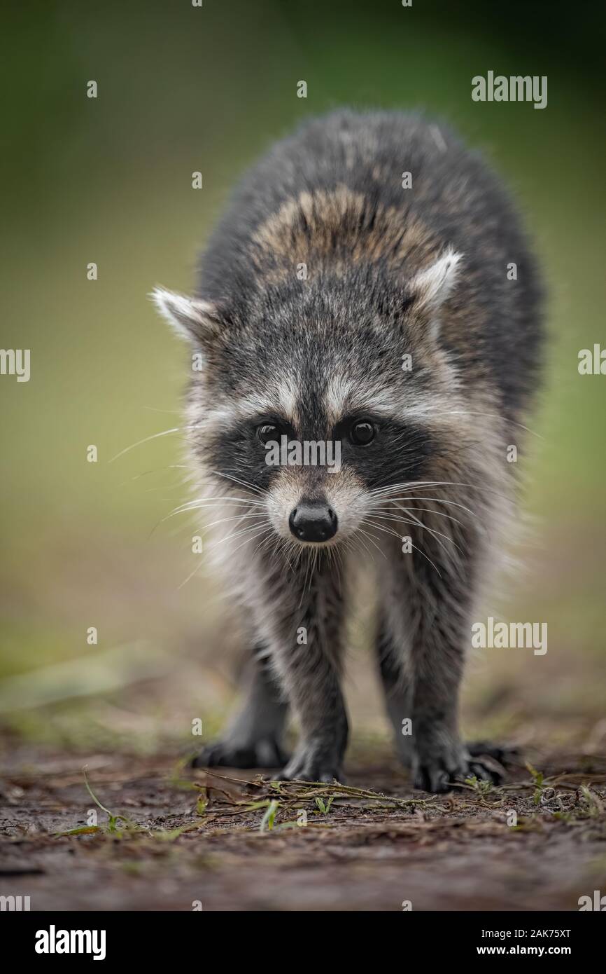 Raccoon Eyes At Night