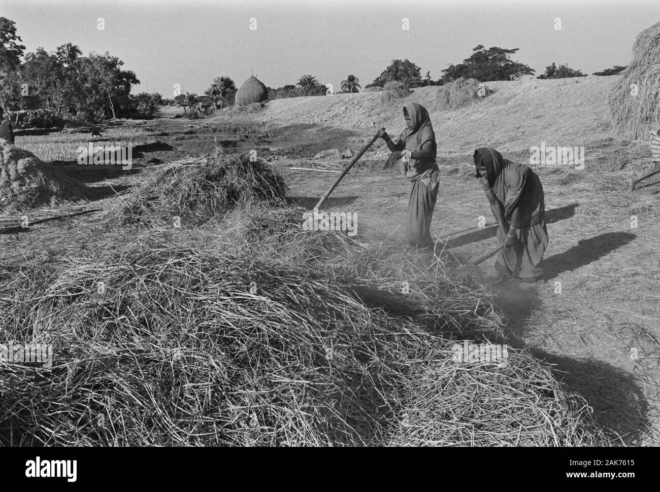 Women threshing hi-res stock photography and images - Alamy
