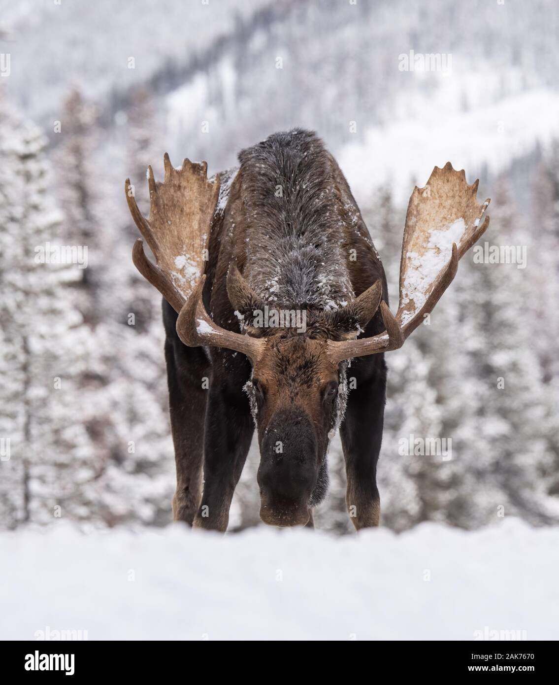 Moose in Snow in Jasper Canada Stock Photo - Alamy