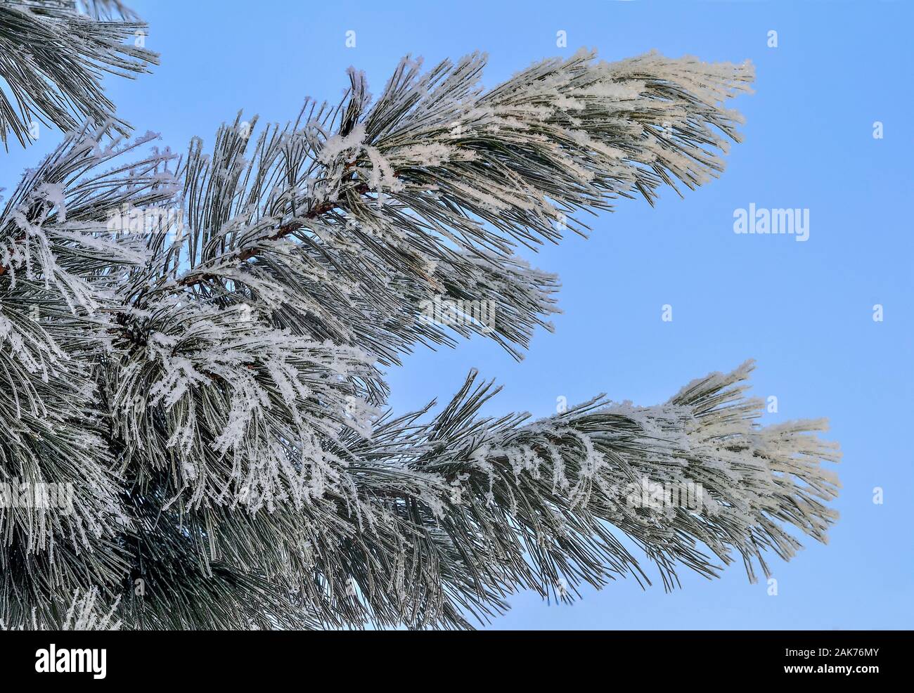White january tree hi-res stock photography and images - Alamy