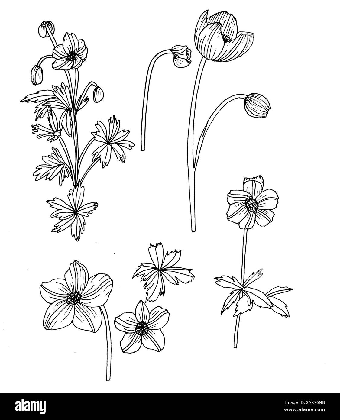Botanical drawing. Sketch of flowers Stock Photo - Alamy
