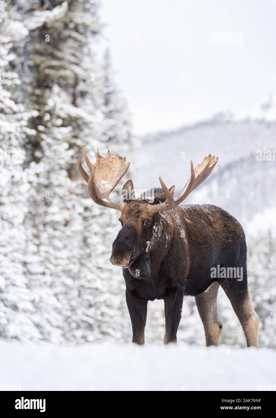 Arctic Moose In Snow