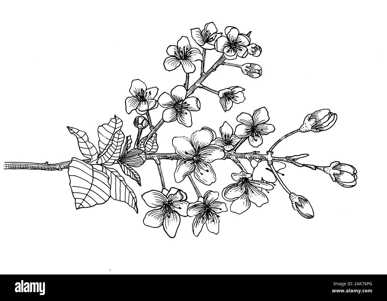 Sakura tree drawing Black and White Stock Photos & Images - Alamy