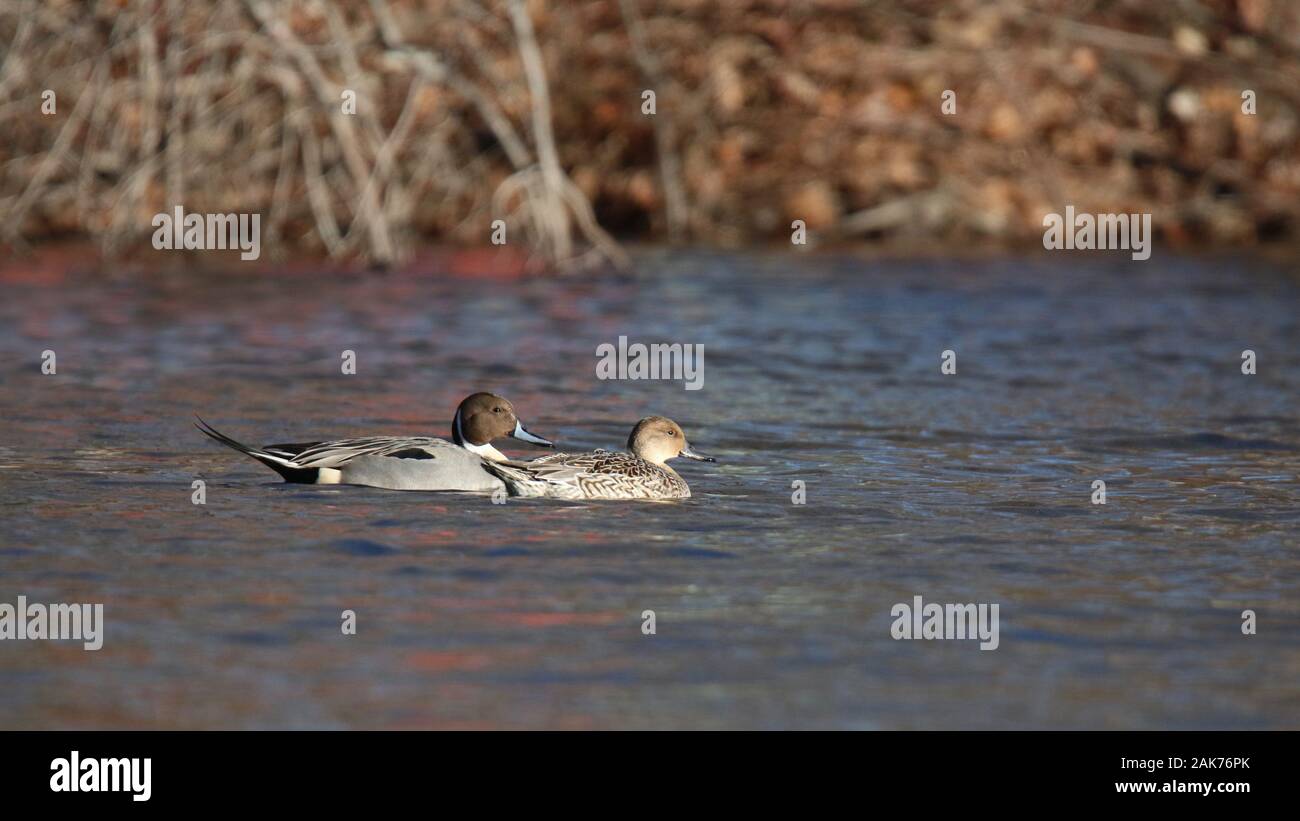 Pintail hen hi-res stock photography and images - Alamy