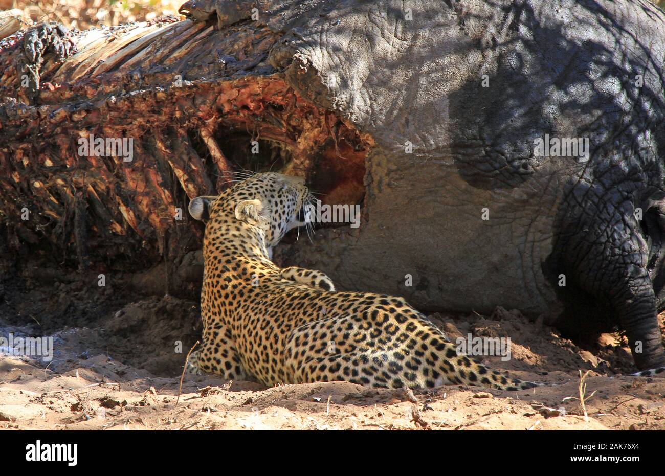 Chobe leopard and elephant carcass Stock Photo - Alamy
