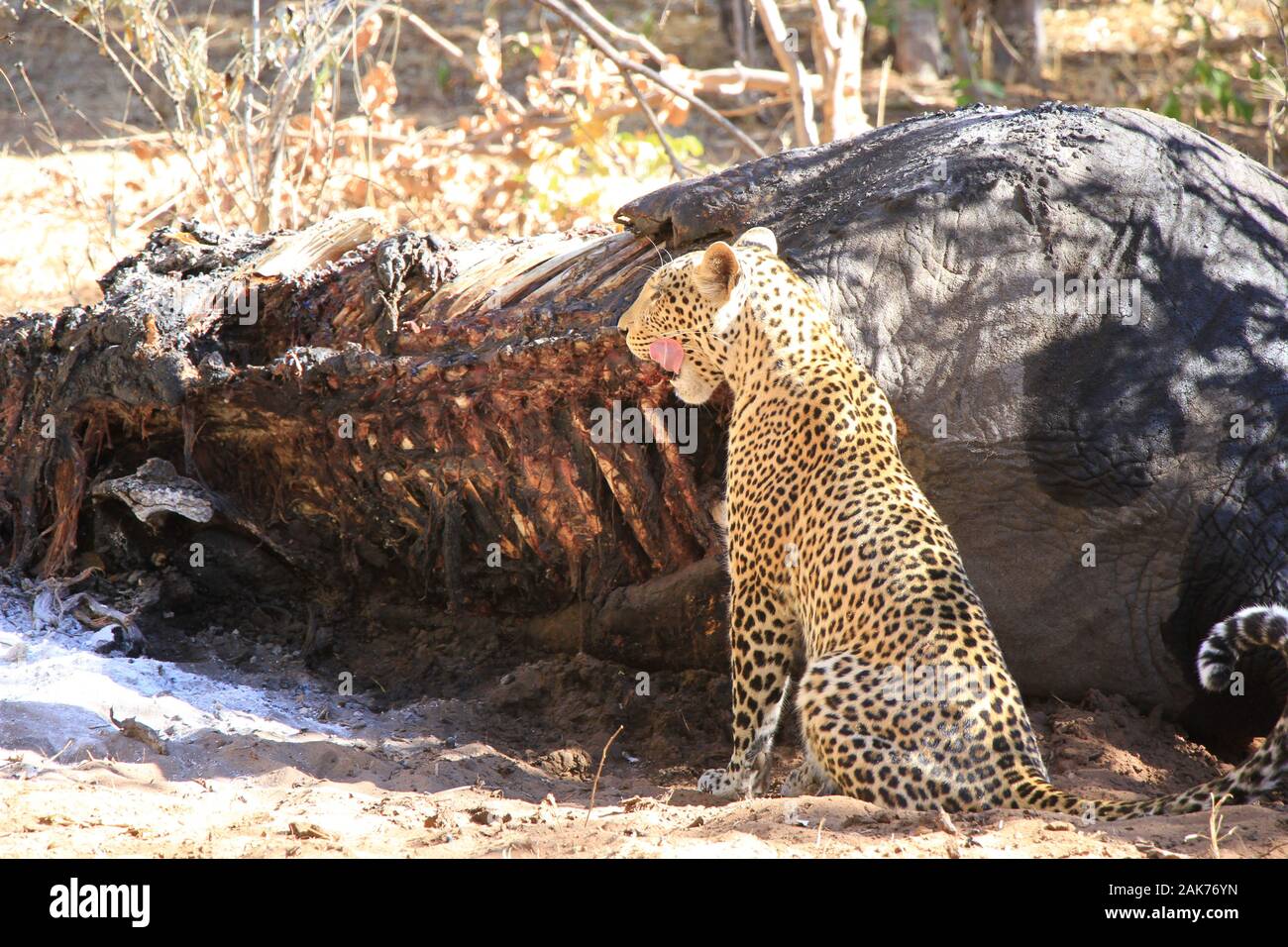 Chobe leopard and elephant carcass Stock Photo - Alamy