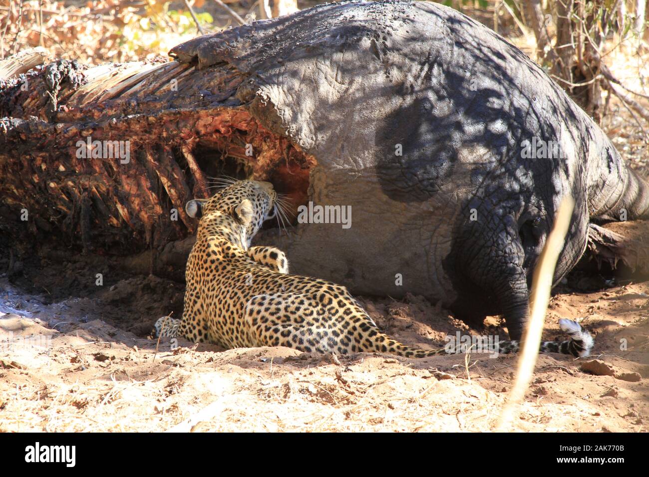 Chobe leopard and elephant carcass Stock Photo - Alamy
