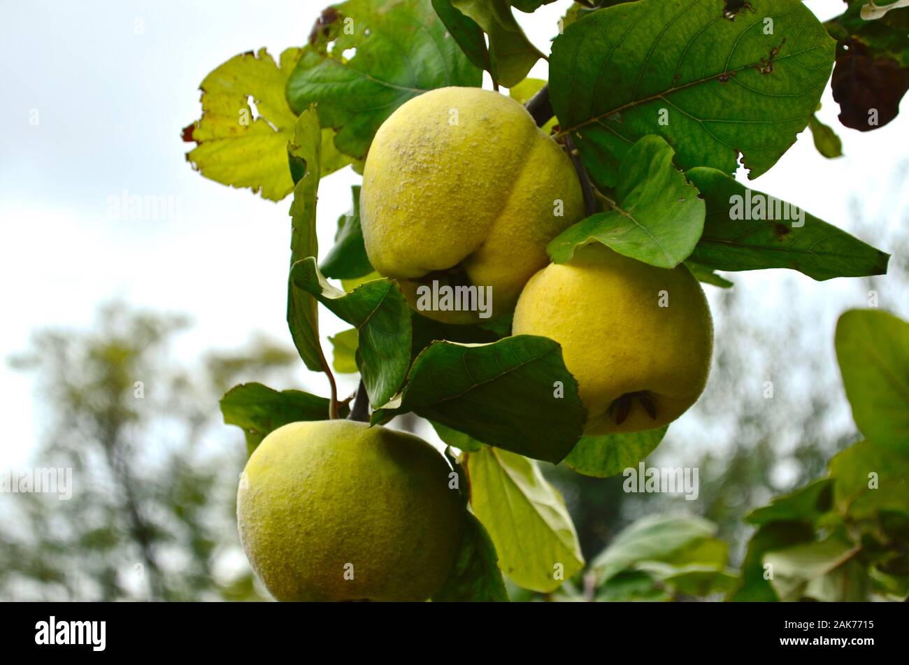 Quince on a tree branch grows among the leaves in the garden Stock ...
