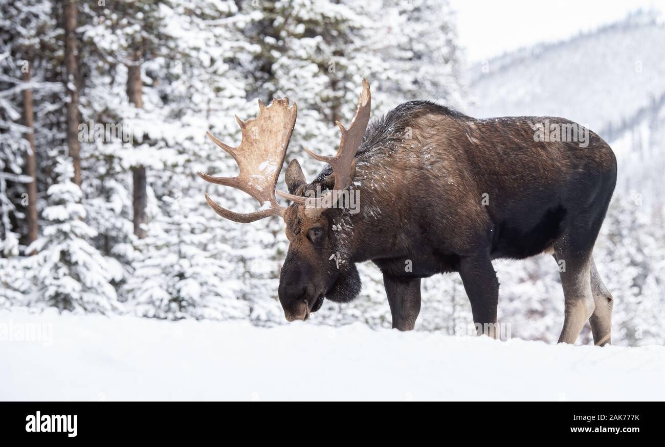 Arctic Moose In Snow