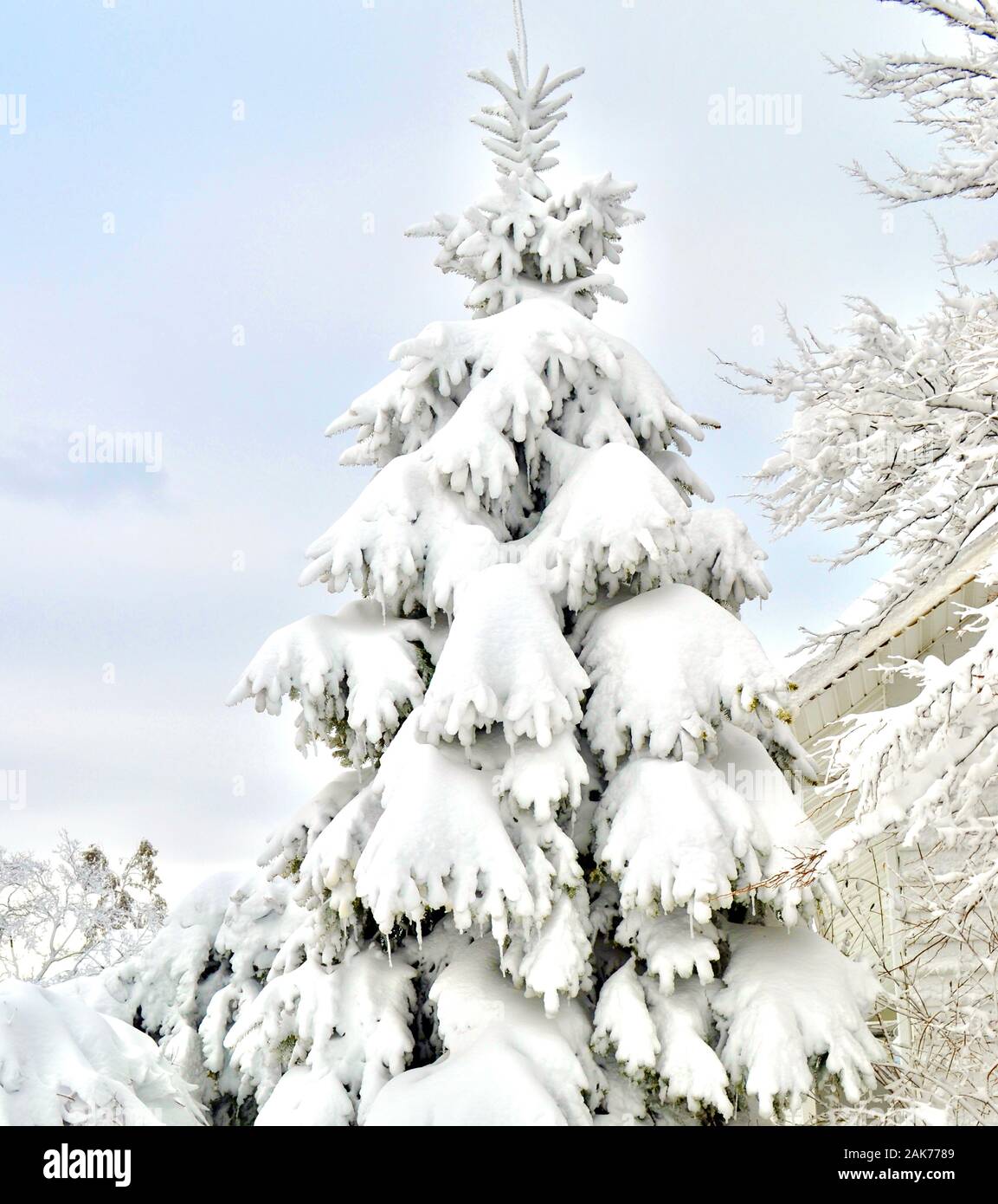 Heavily snow laden evergreen tree on a light blue sky background ...