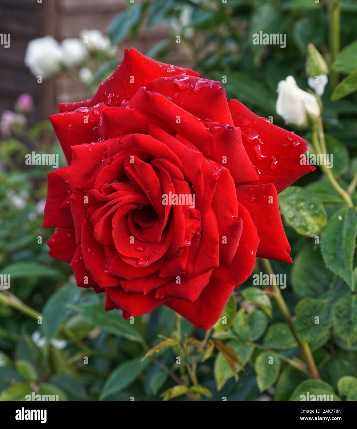 Loving memory rose hi-res stock photography and images - Alamy