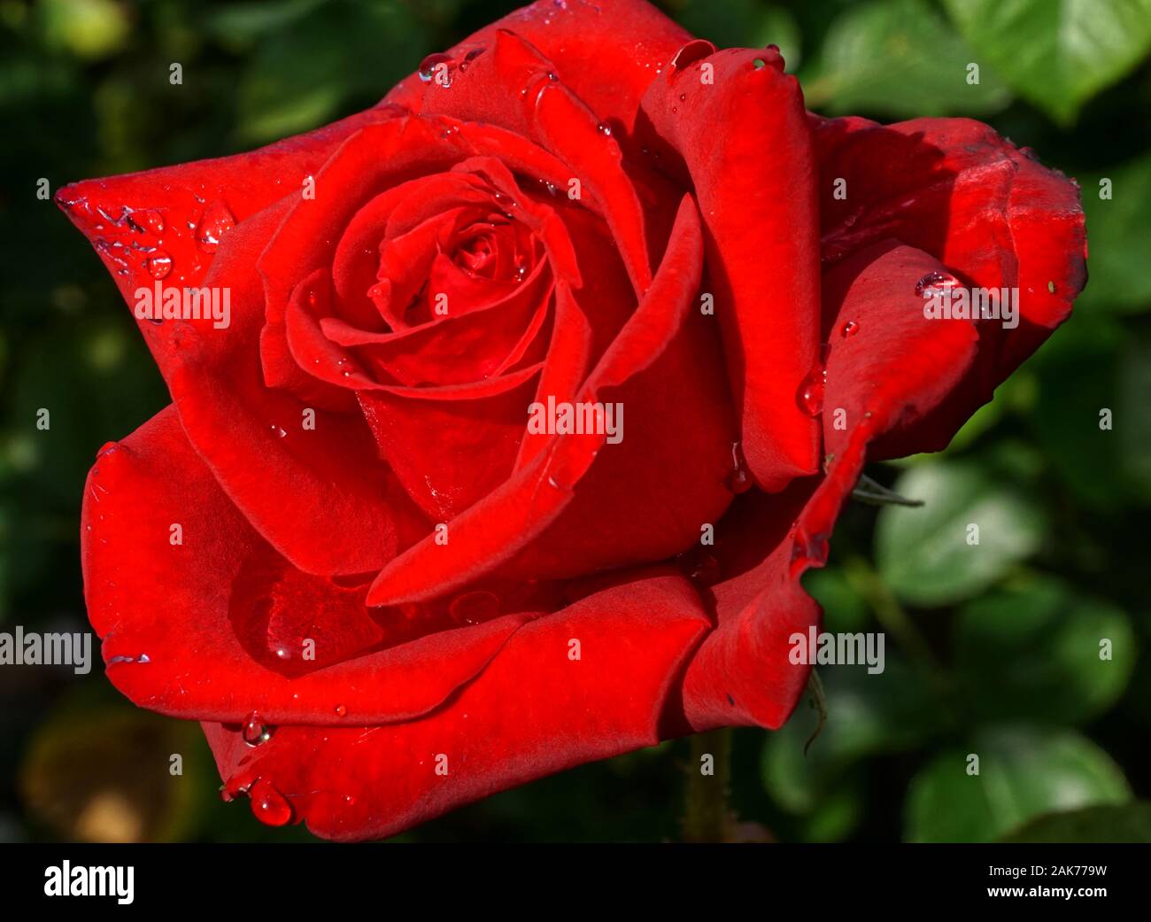 Loving memory rose hi-res stock photography and images - Alamy Loving memory rose hi-res stock photography and images - Alamy