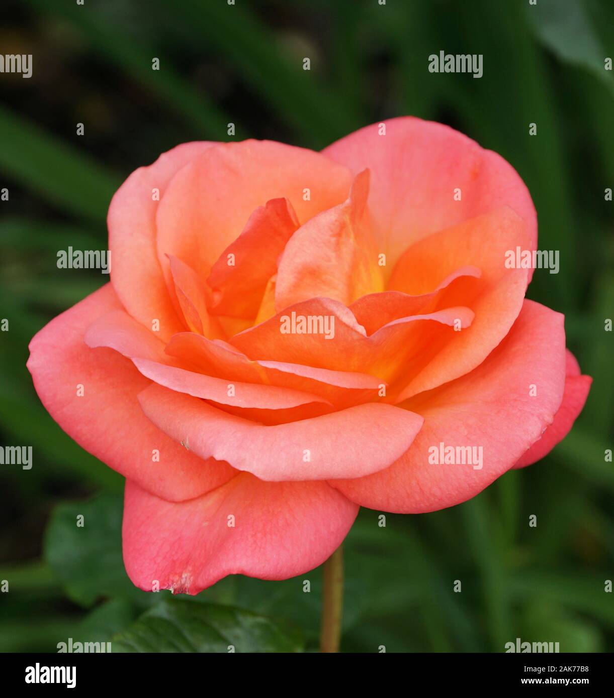 Evelyn rose hi-res stock photography and images - Alamy