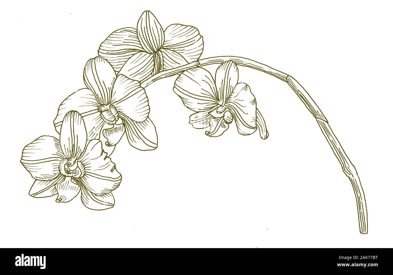 Orchid. Hand drawn. Graphics Stock Photo - Alamy