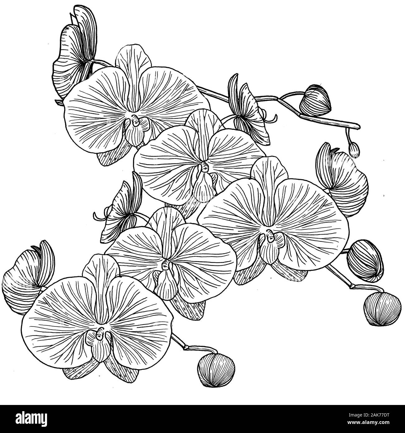 Orchid branch hand drawn Black and White Stock Photos & Images - Alamy