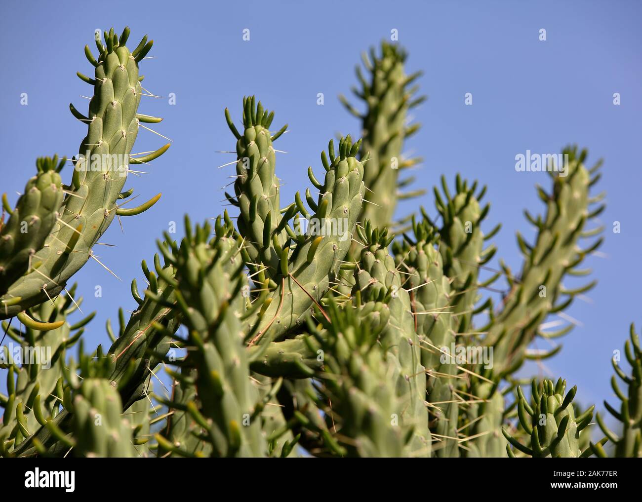 Long spikes cactus hi-res stock photography and images - Alamy