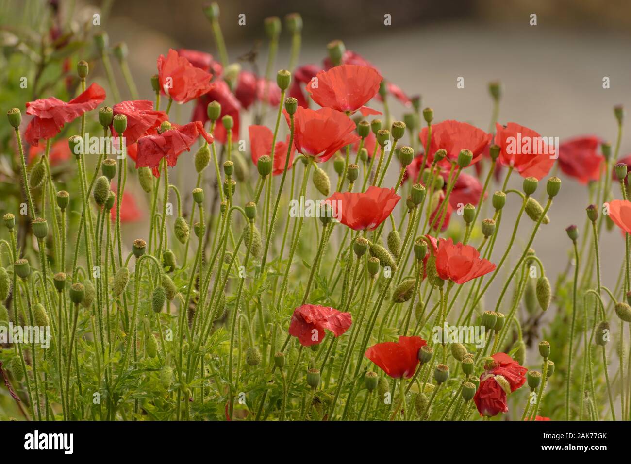 Bright red Himalayan poppies in a garden in the Himalayan village of ...