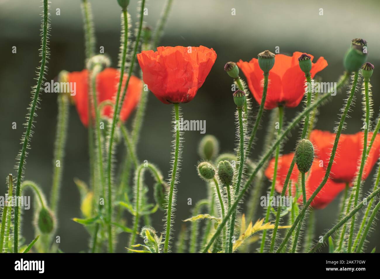 Bright red Himalayan poppies in a garden in the Himalayan village of ...