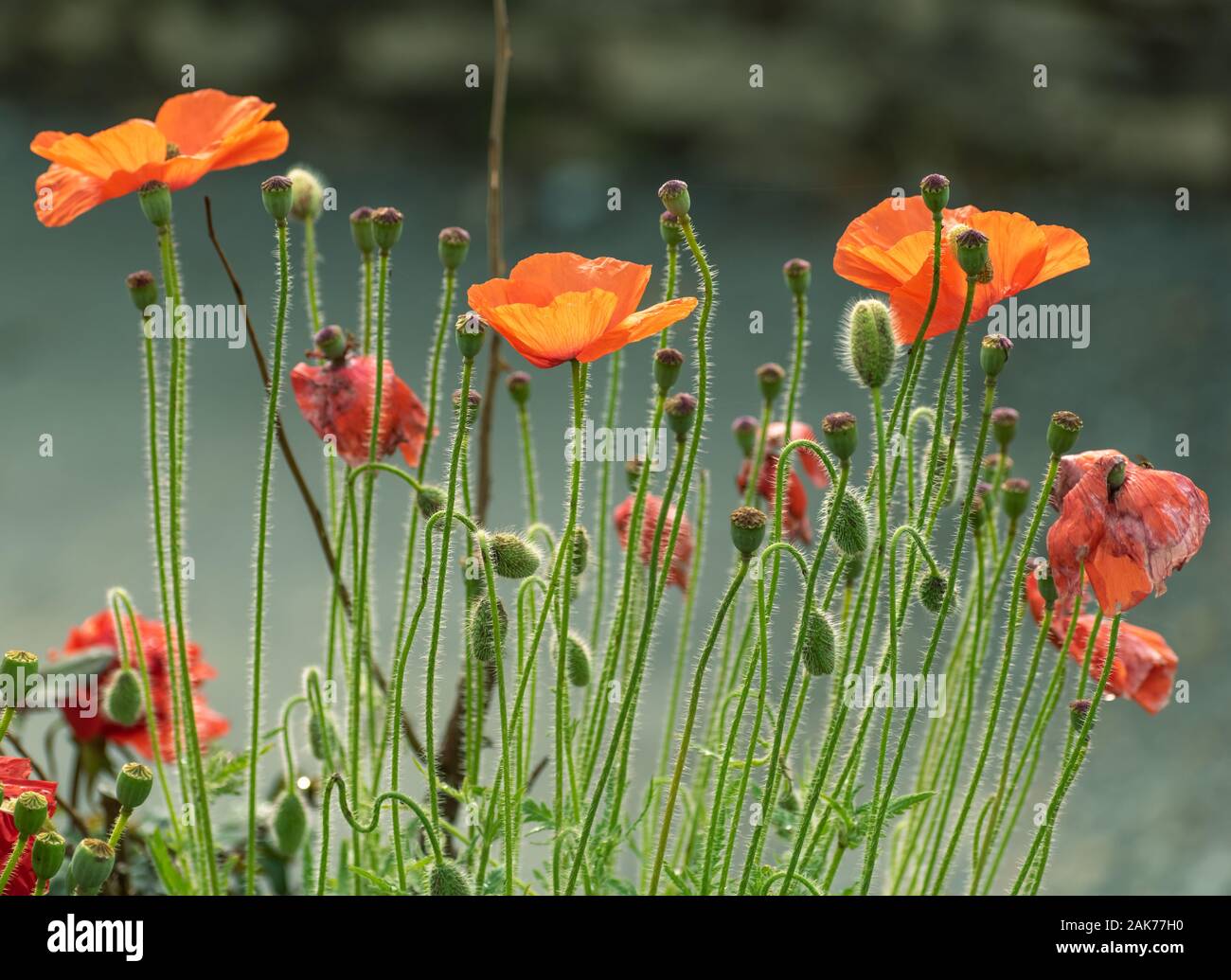 Red poppies bloom in a garden in the Himalayan village of Chaukori in ...