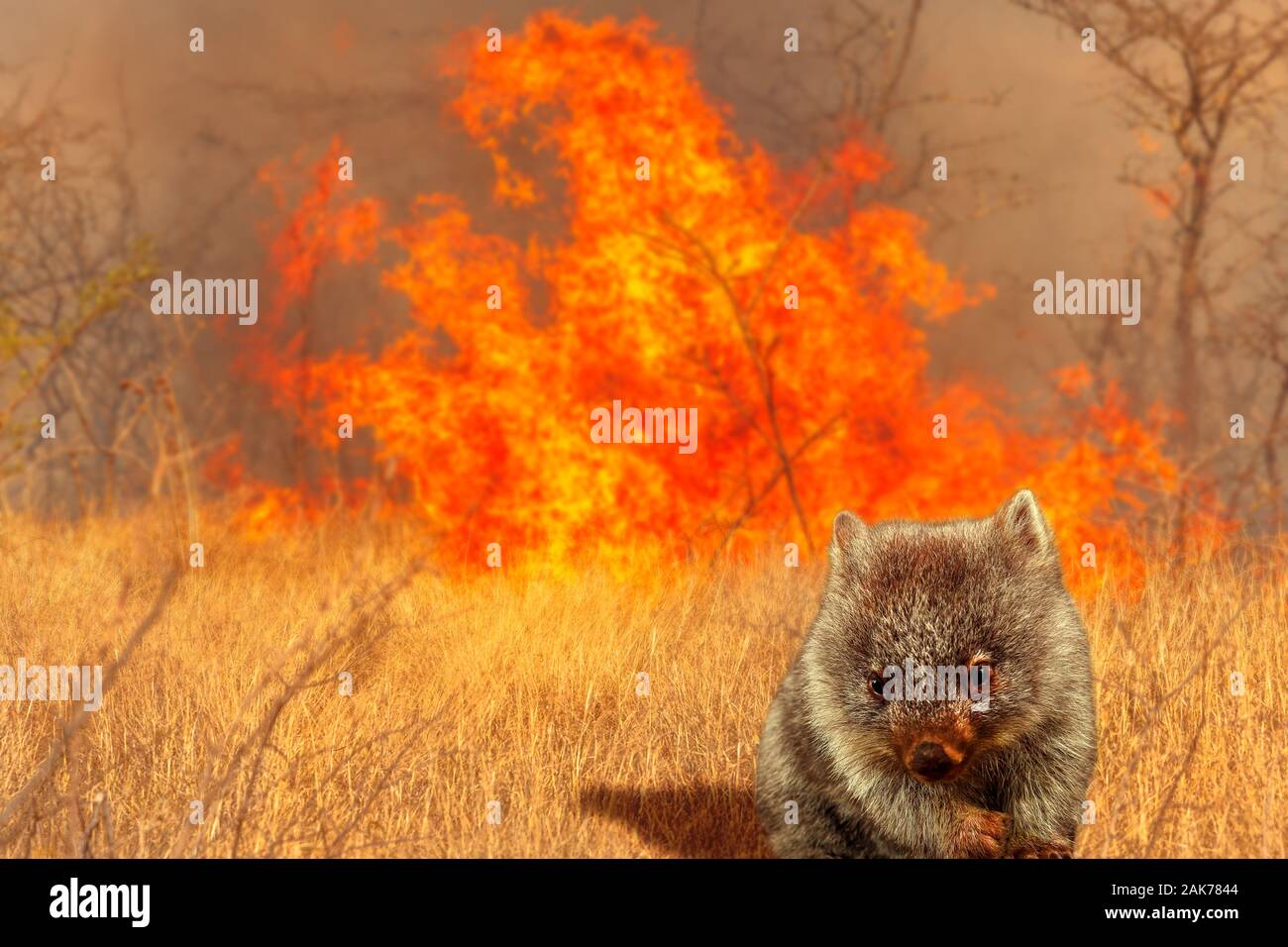 Composition about Australian wildlife in bushfires of Australia in 2020 ...