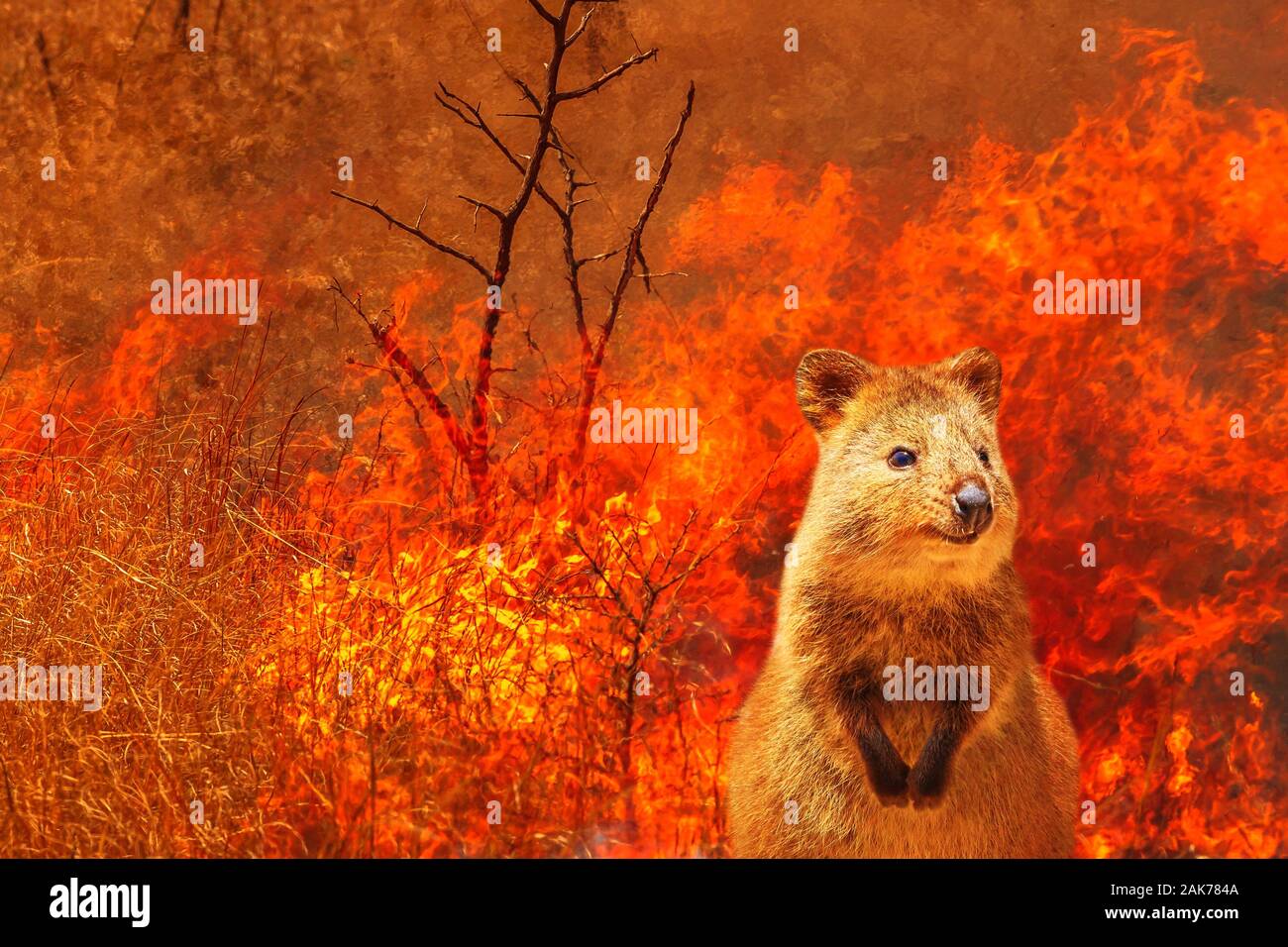 Composition about Australian wildlife in bushfires of Australia in 2020 ...