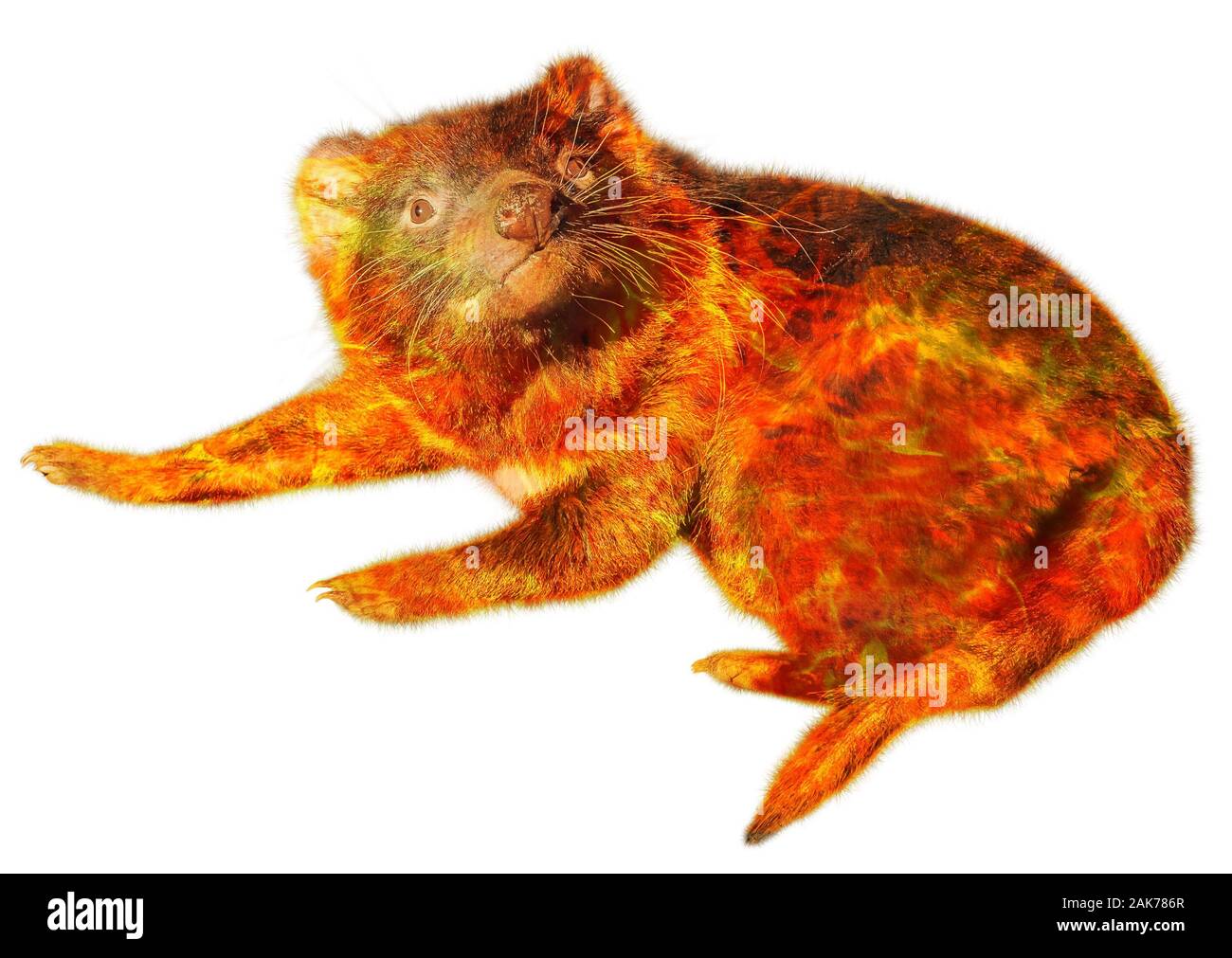 Composition about Tasmanian devil wildlife in the Australian bushfires ...