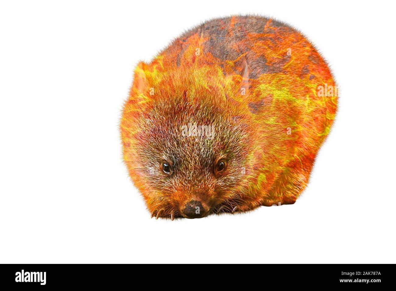 Composition about wombat wildlife in the Australian bushfires in 2020 ...