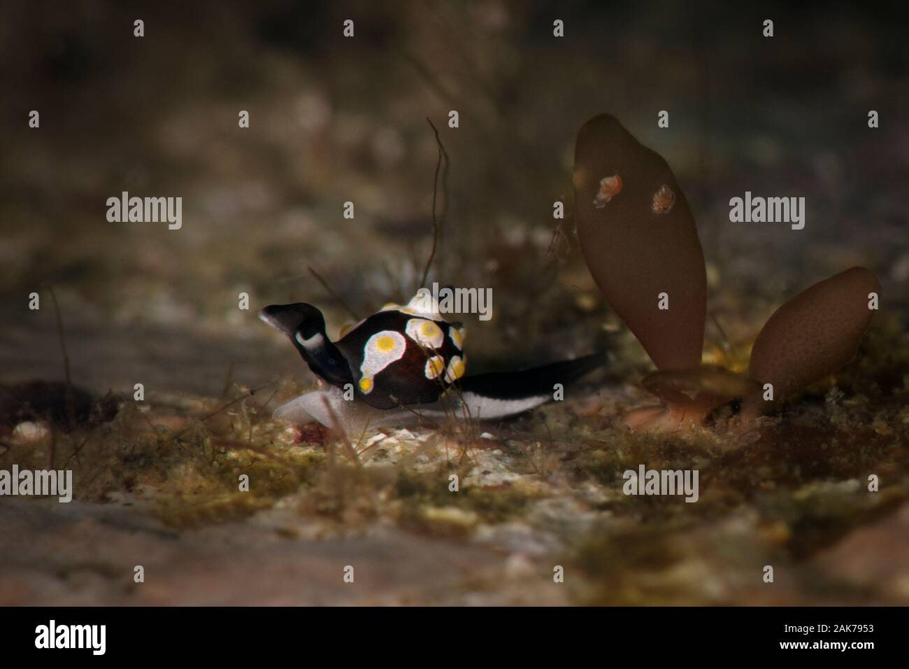 Sea slug Colpodaspis thompsoni. Underwater macro photography from ...