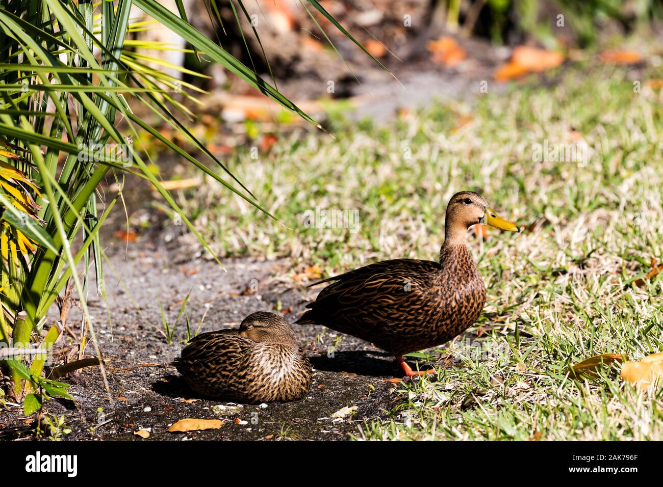 Female ducks hi-res stock photography and images - Alamy