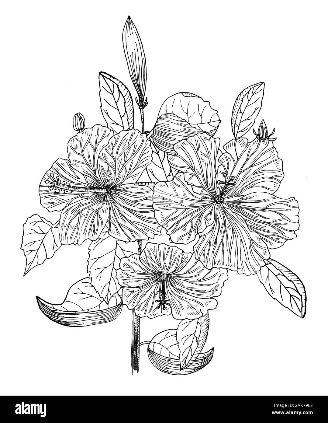 Hibiscus. Hand drawn Stock Photo - Alamy