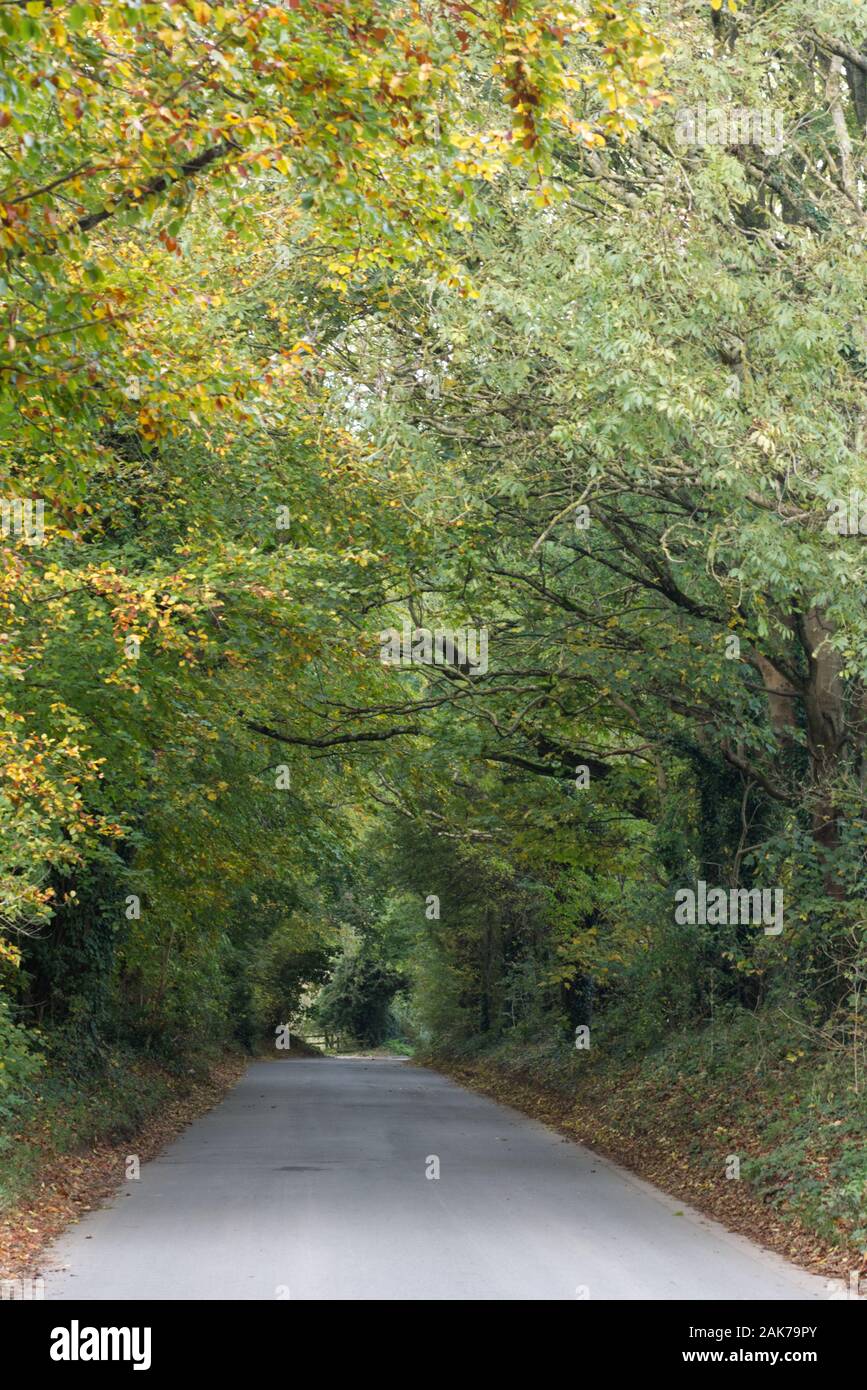 Narrow rural lanes hi-res stock photography and images - Alamy