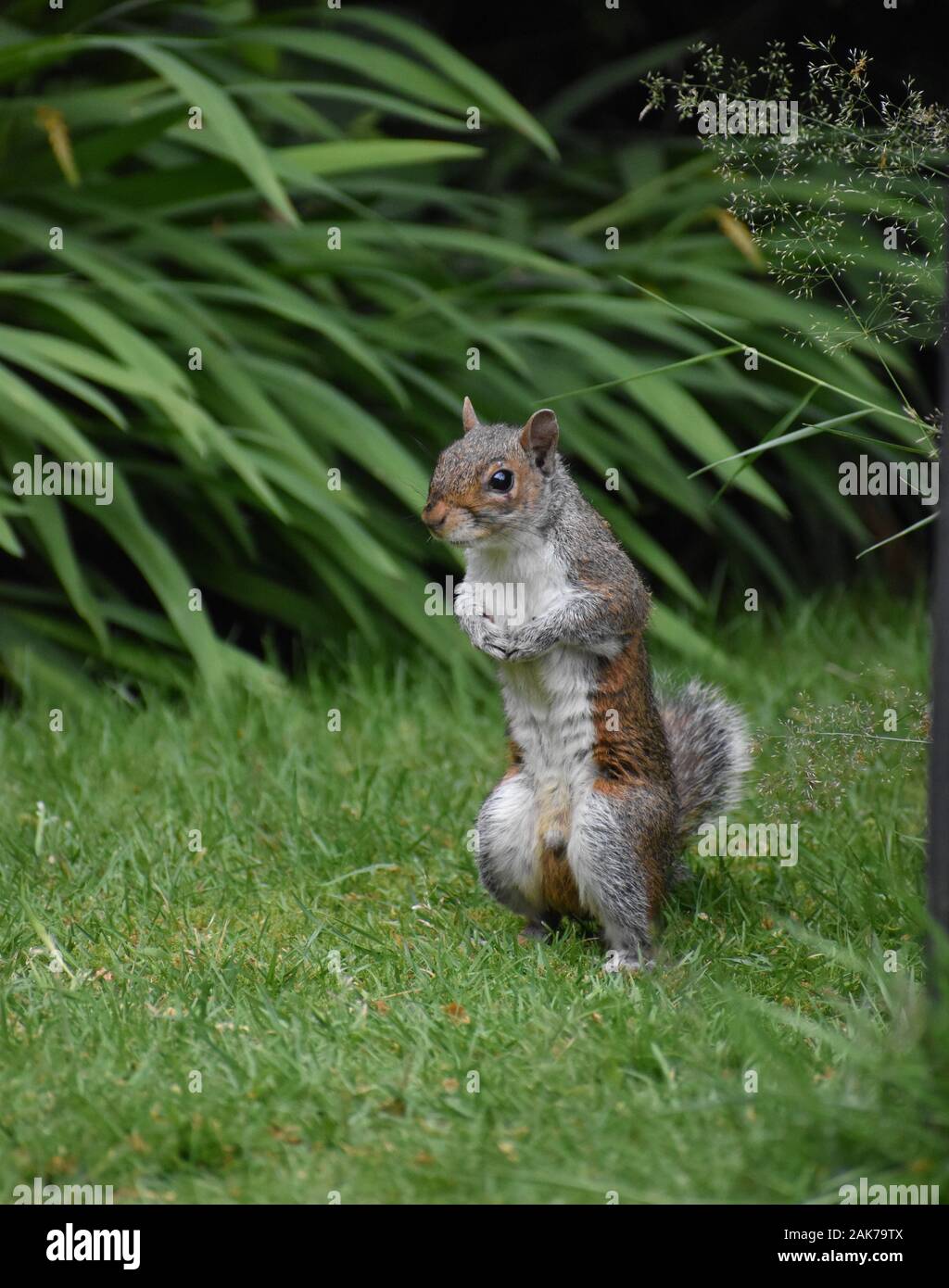 Zoom wildlife hi-res stock photography and images - Alamy