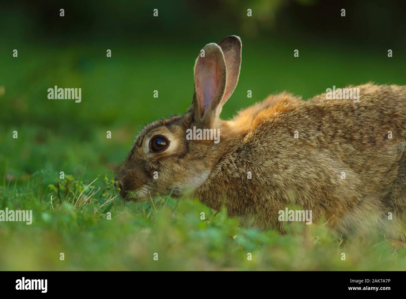 Biodiversity theme hi-res stock photography and images - Alamy