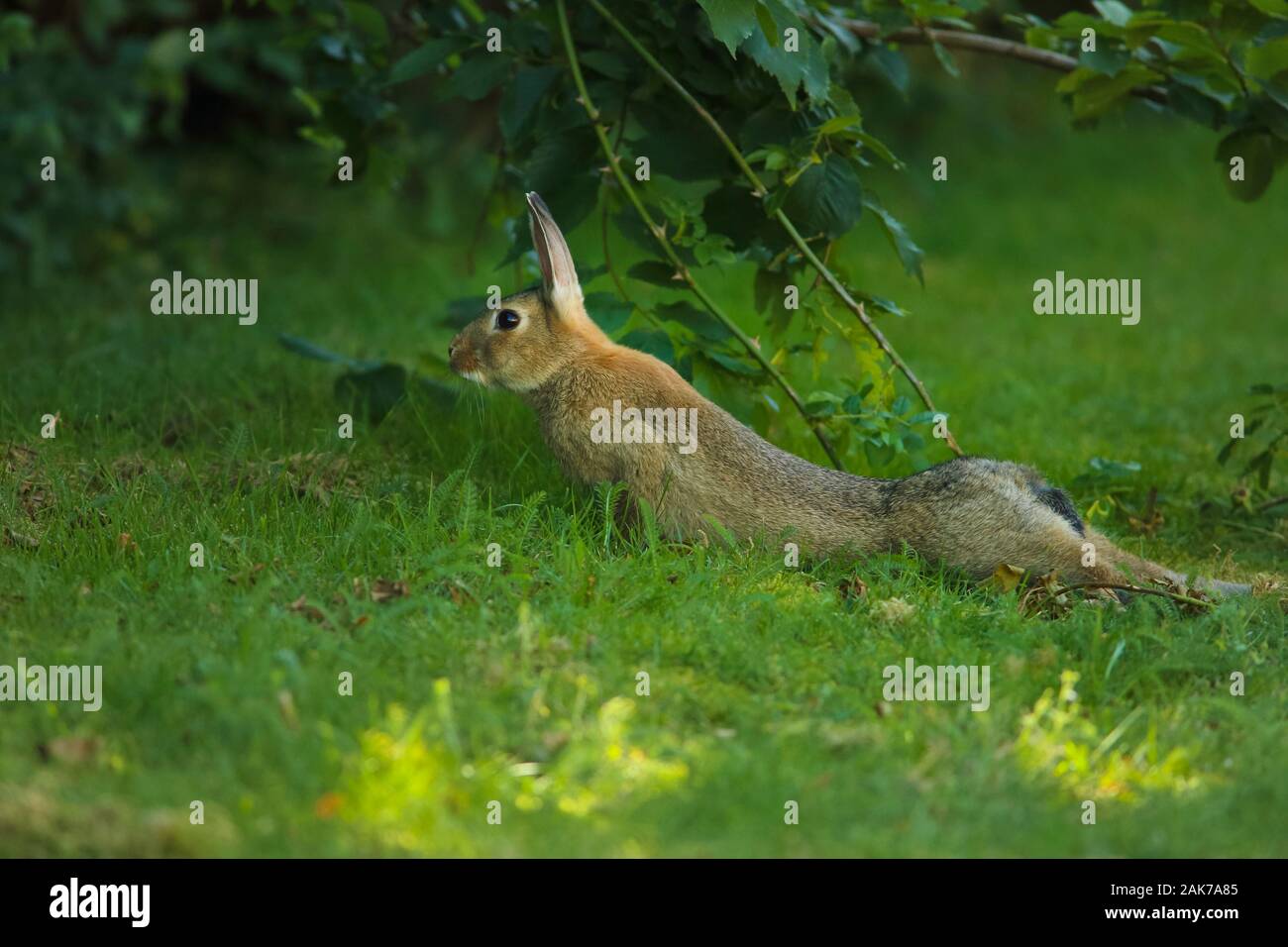 Rabbit stretching muscles hi-res stock photography and images - Alamy