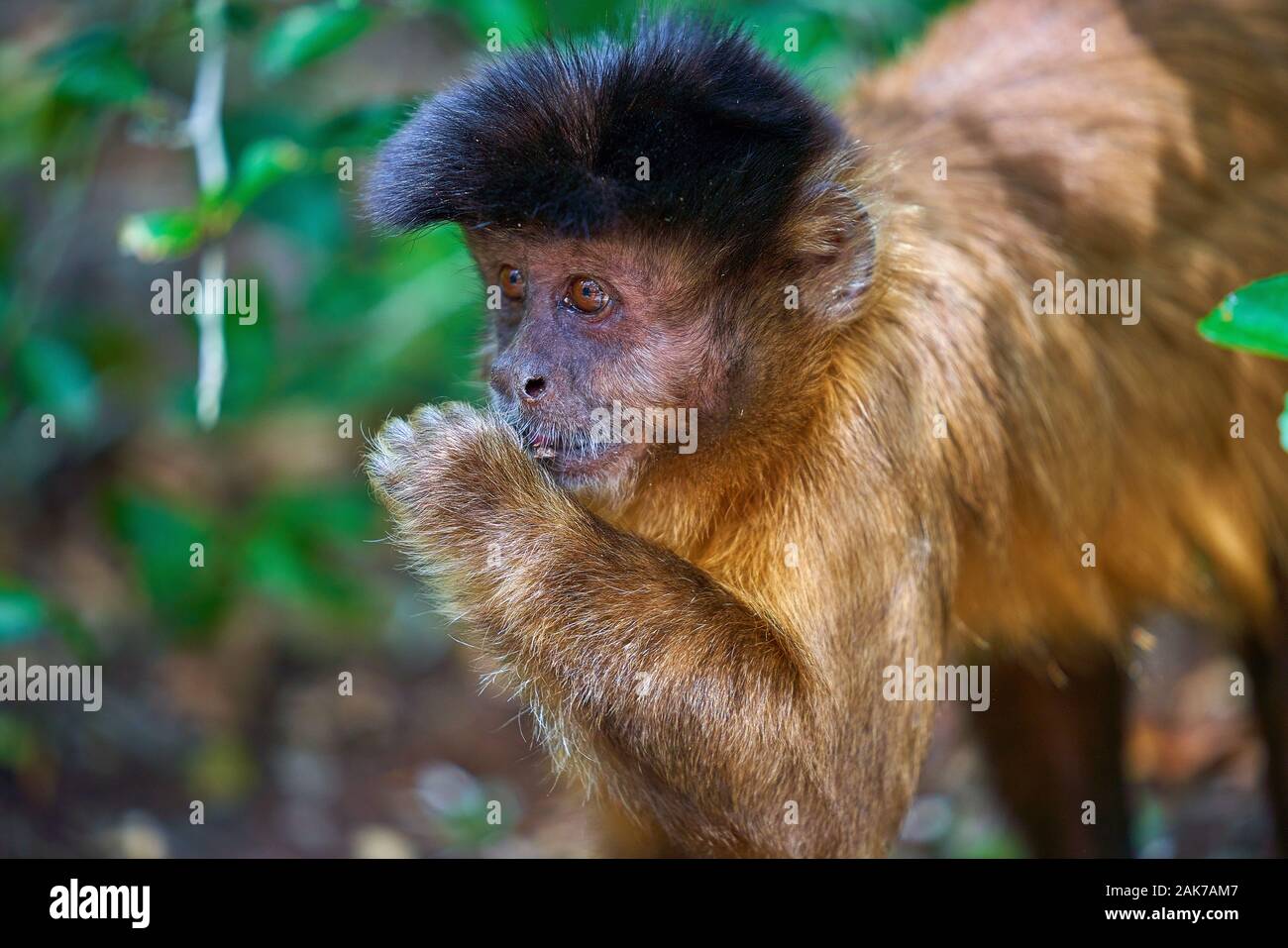 monkey in a tree and on the ground Stock Photo - Alamy