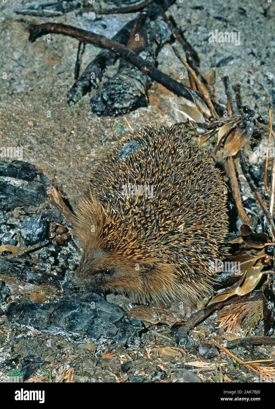 Hibernating hedgehog hi-res stock photography and images - Alamy