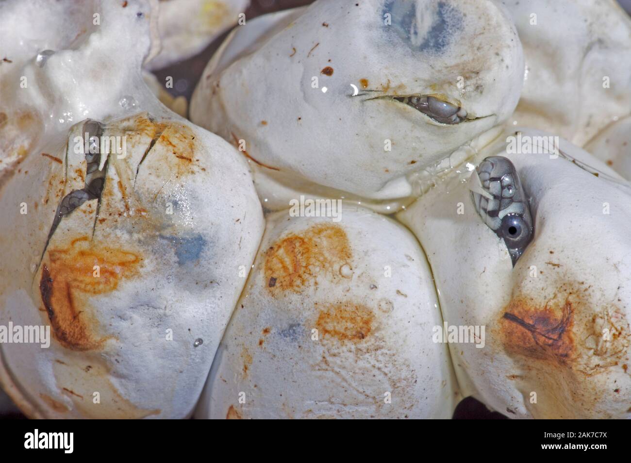 GRASS SNAKE (Natrix natrix). Full term, eggs hatching. Simultaneously ...