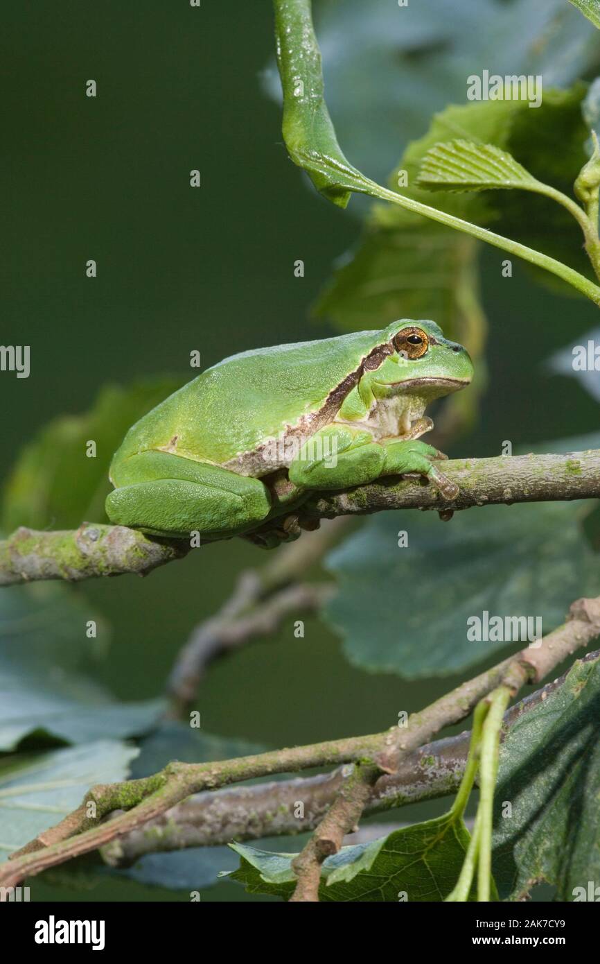 COMMON EUROPEAN TREE FROG (Hyla arborea Stock Photo - Alamy