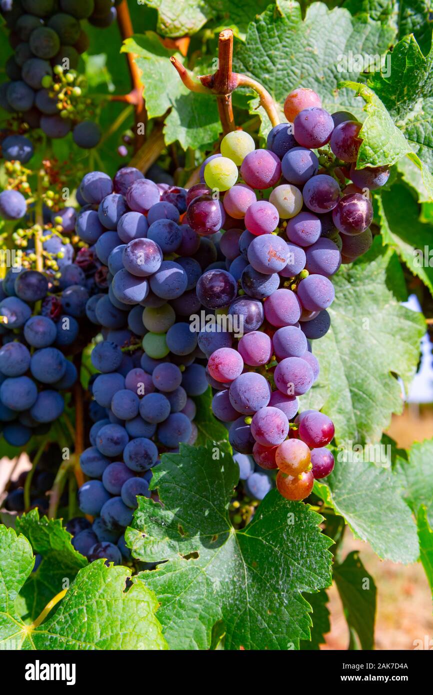 Grape plant on vineyard, growing red wine grapes in Italy, Sirah, Petit ...