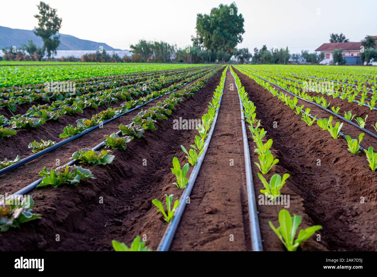 Farmers field with growing in rows green organic lettuce leaf ...