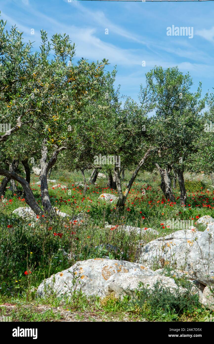 Olive trees growing on farm plantanions in Italy, production of extra ...