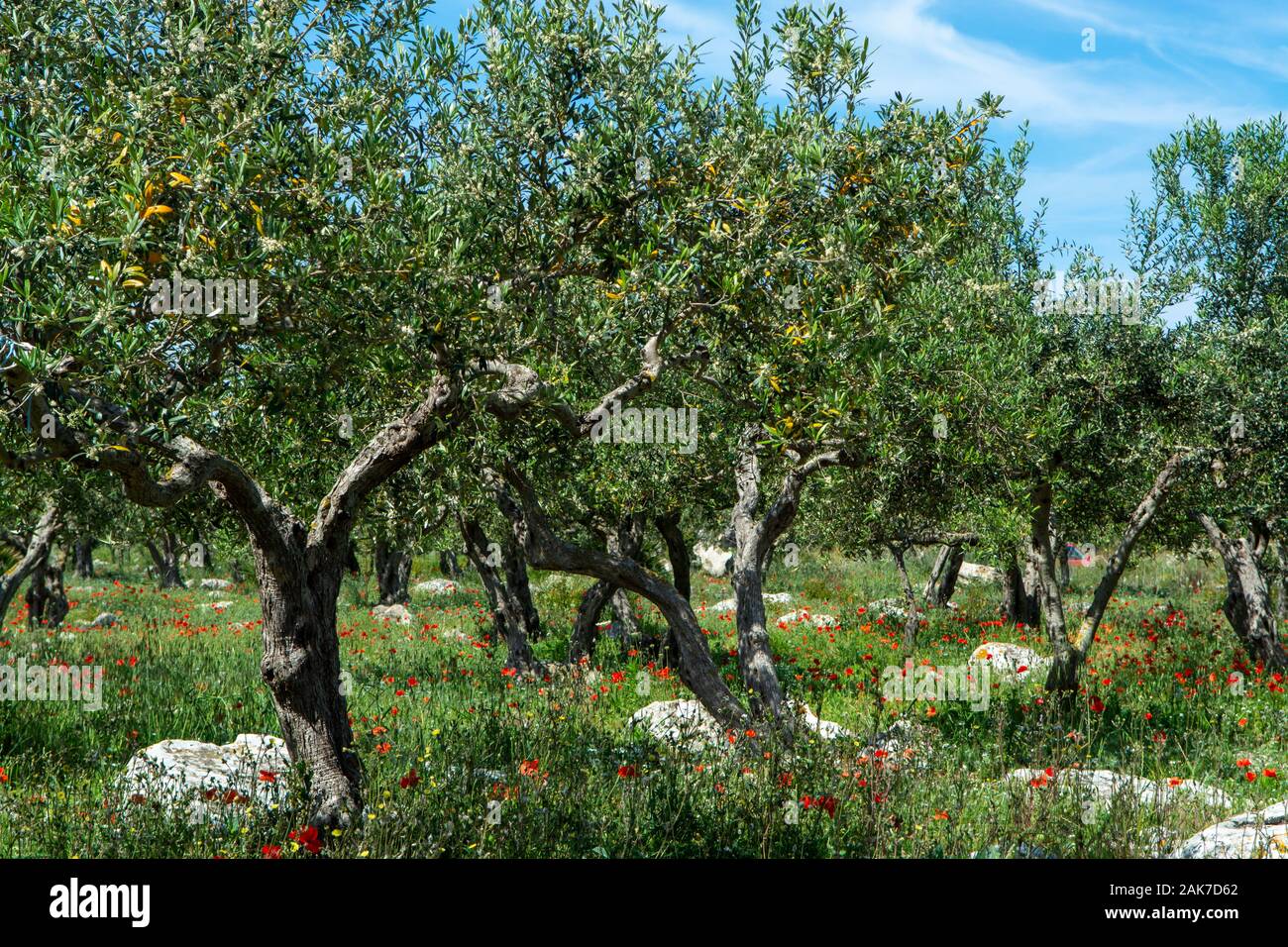 Olive trees growing on farm plantanions in Italy, production of extra ...