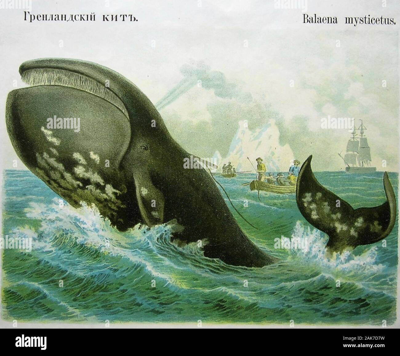 Russian hunting hi-res stock photography and images - Alamy