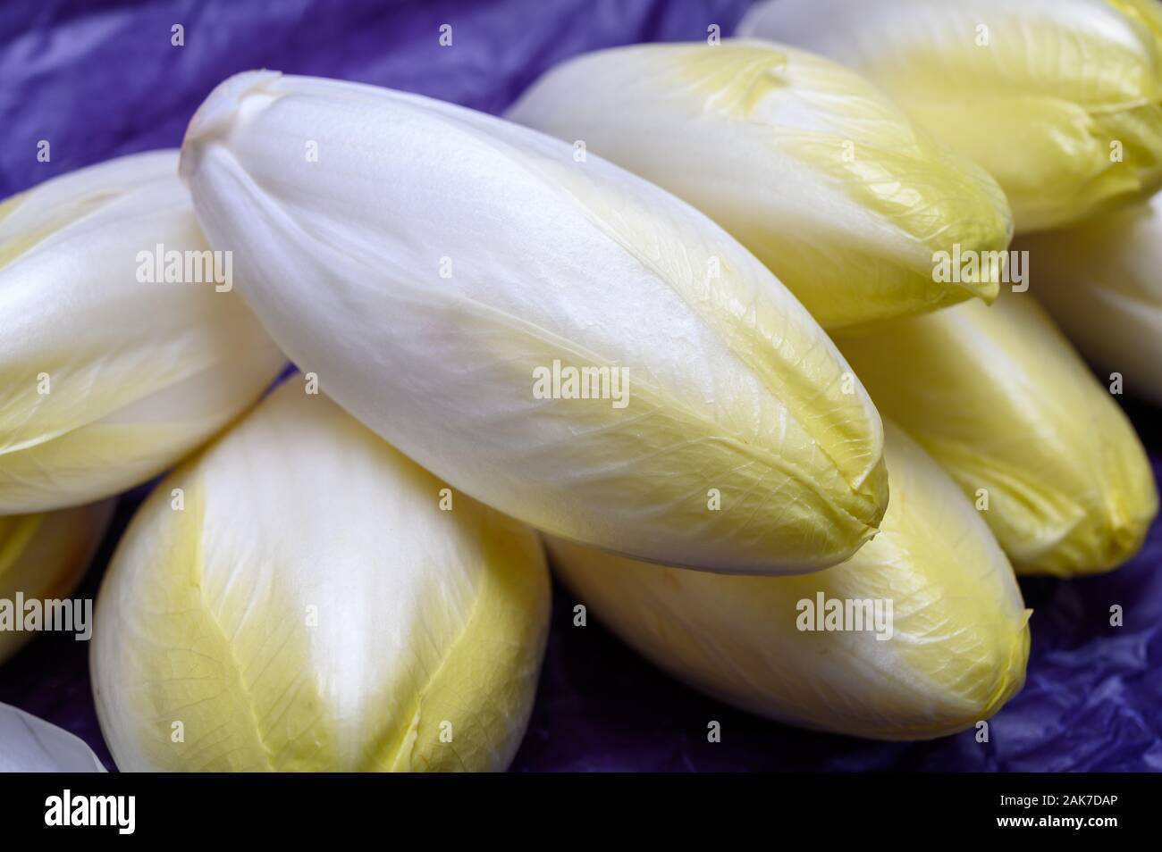 Fresh white belgian endive or chicory salad heads close up Stock Photo ...