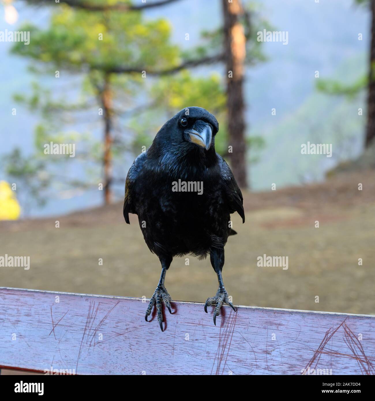 Smart Black Canary Crow or Raven bird, not afraid of people, on forest ...