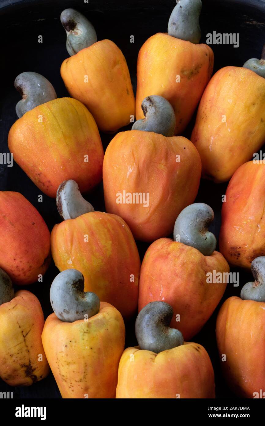 Recife, 29/12/2020. Cashews tropical fruit from Northeast of Brazil ...