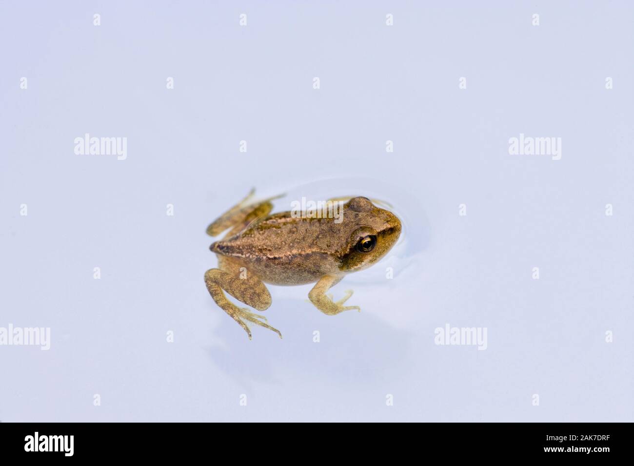 COMMON FROG (Rana temporaria). 'Froglet' with almost total absorption ...